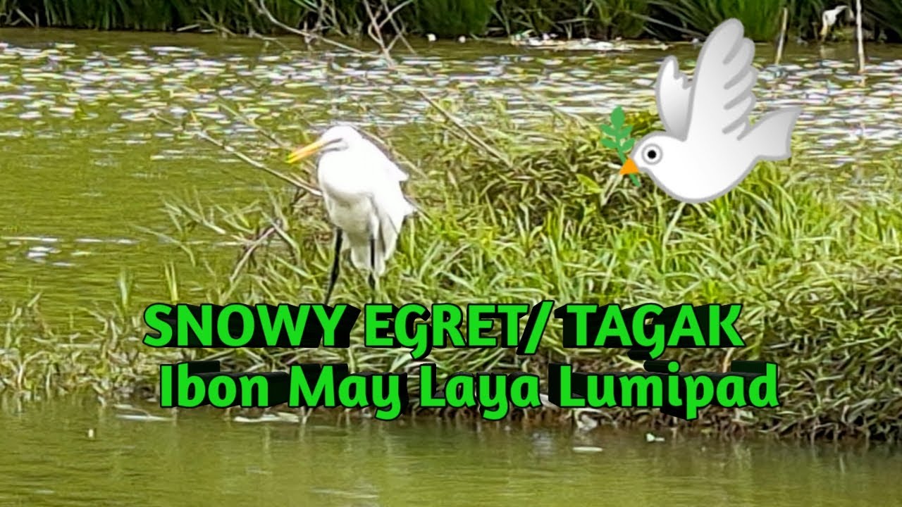 Ang Ibon TAGAK/ SNOWY EGRET - YouTube