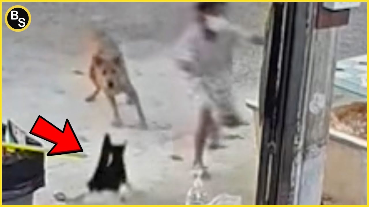 Hero Cats Saving Everyone Around Them! - YouTube