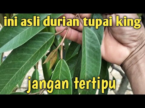 cara mengenal durian TUPAI KING - YouTube