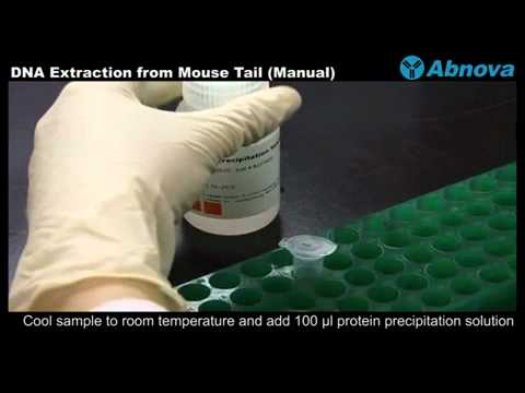 DNA Extraction from Mouse Tail - YouTube