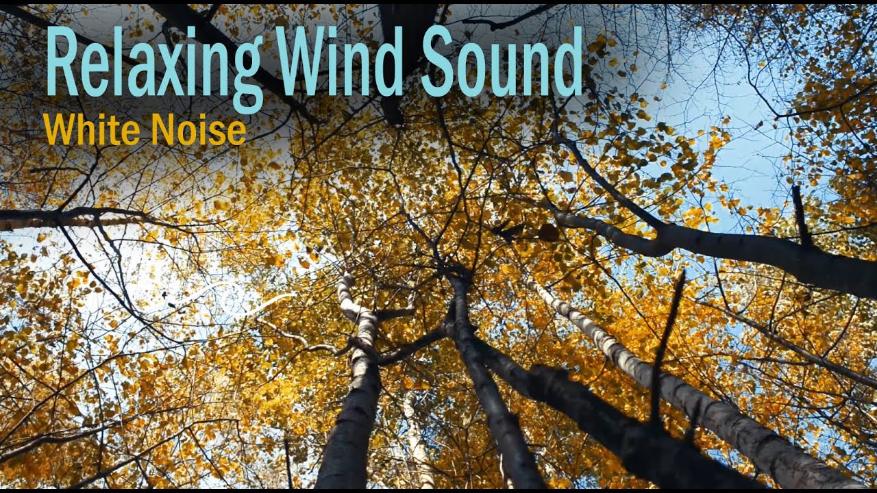 Nature Sound of the Wind Blowing in the Autumn Trees |10 Hours | View ...