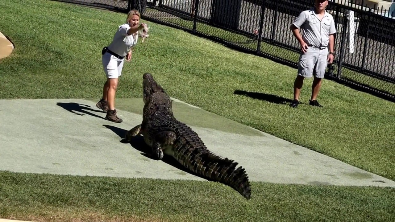 Australia Zoo Crocodile Show #2, Beerwah - QLD, Australia - YouTube