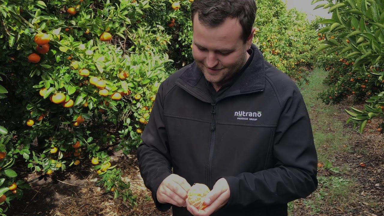Delite Mandarins are ready for harvest - YouTube
