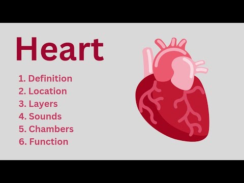 All about heart ( Definition, Location, Layers, Sounds, Chambers ...