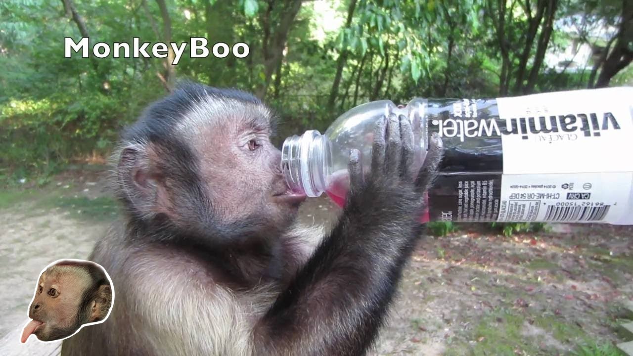 Capuchin Monkey Loves Vitamin Water - YouTube