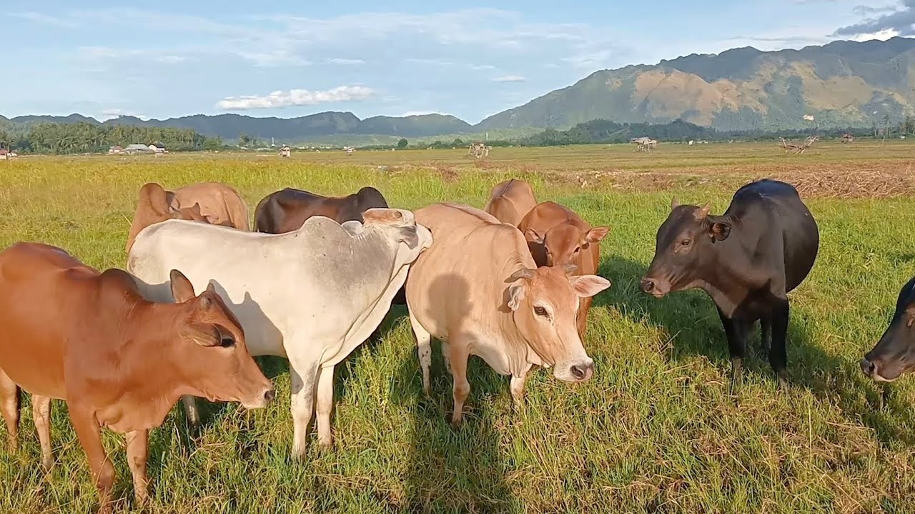 sapi lembu jinak sedang bermain di Padang rumput - YouTube