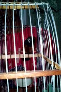 picolet close up - YouTube