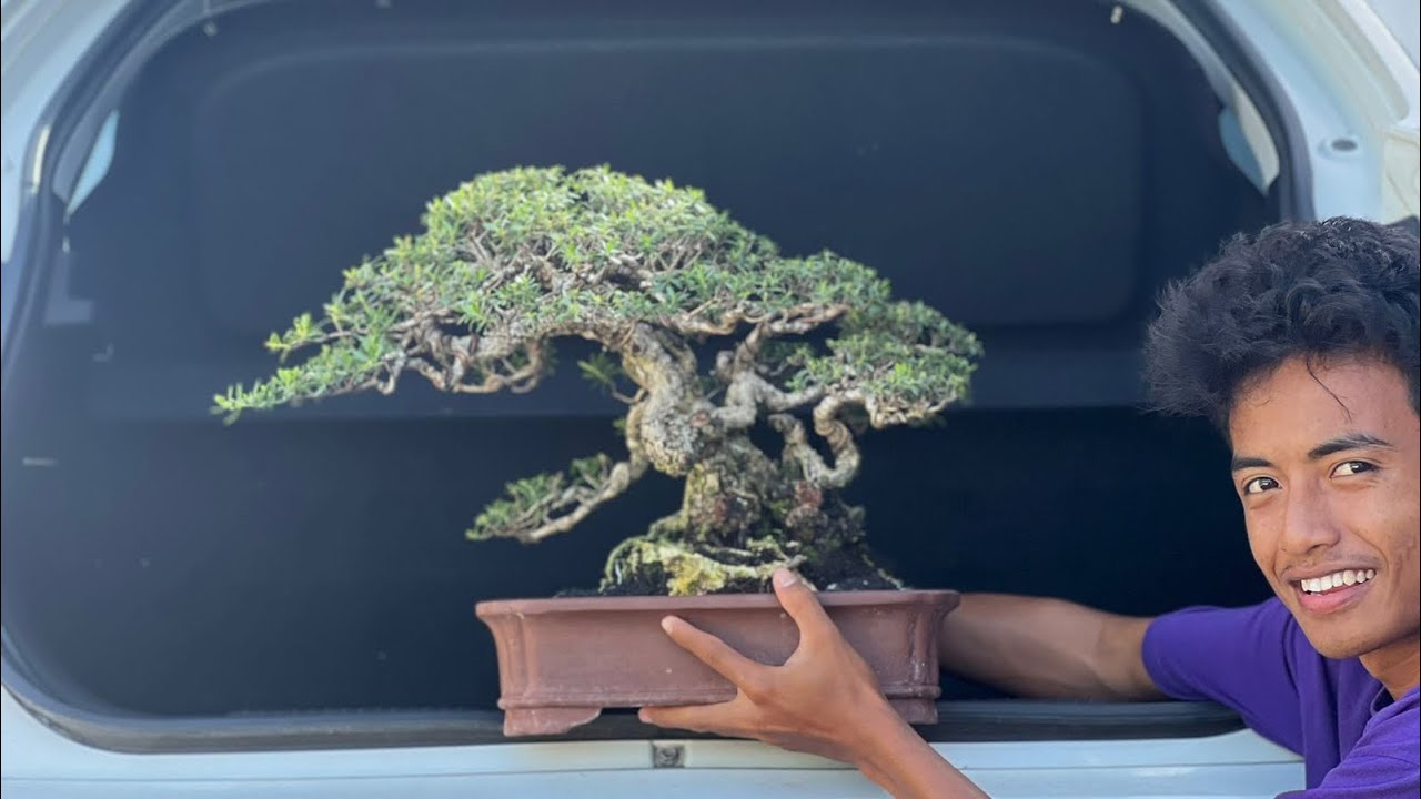 Hibahan dari Bonsai D'uma Bali Koleksi terbaik di ujung timur pulau ...