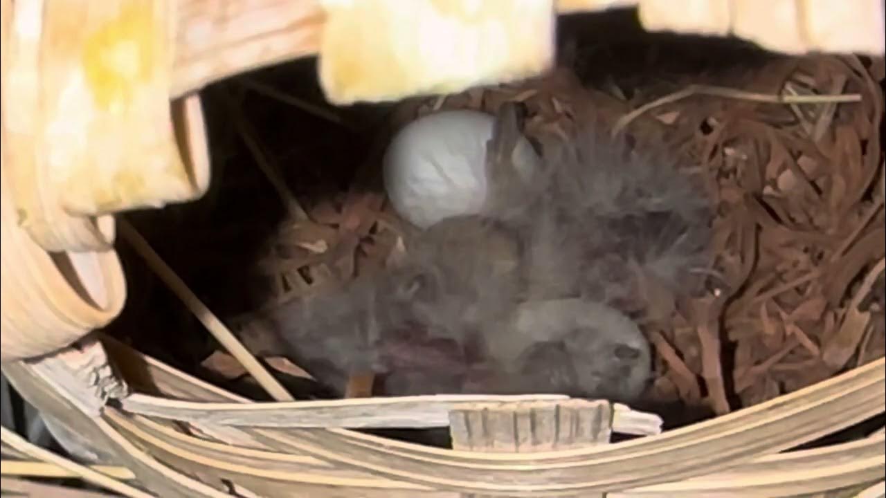 new born birds - zebra finch - day6/nest2 - YouTube