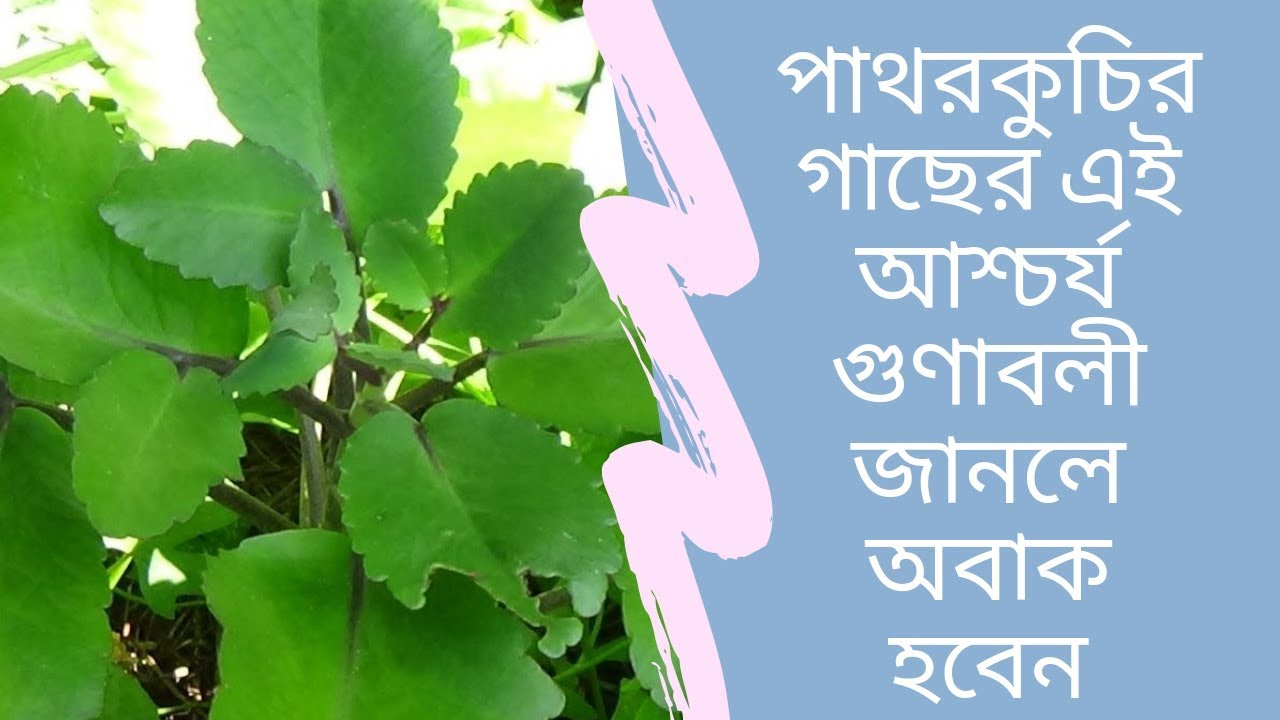 পাথরকুচির গাছের এই আশ্চর্য গুণাবলী -পাথর কুচি পাতার উপকারিতা - Pathor ...