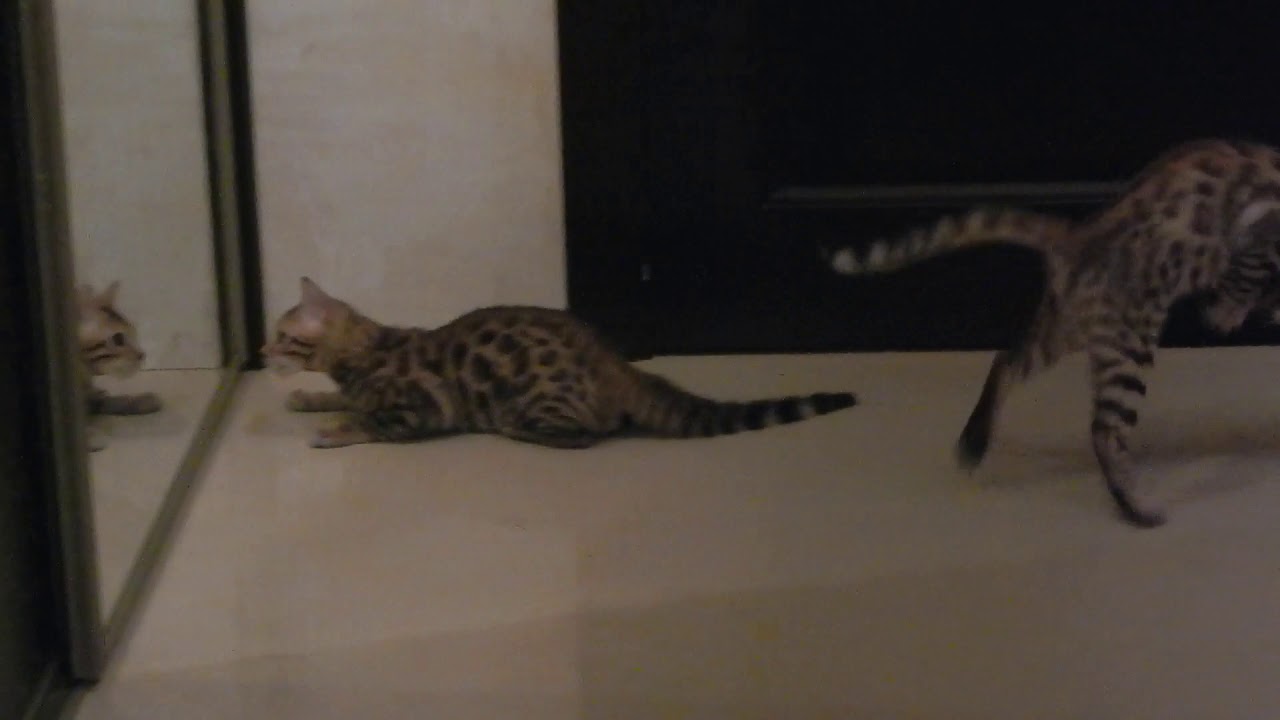 Bengal cat VS mirror Бенгальський кіт та дзеркало - YouTube