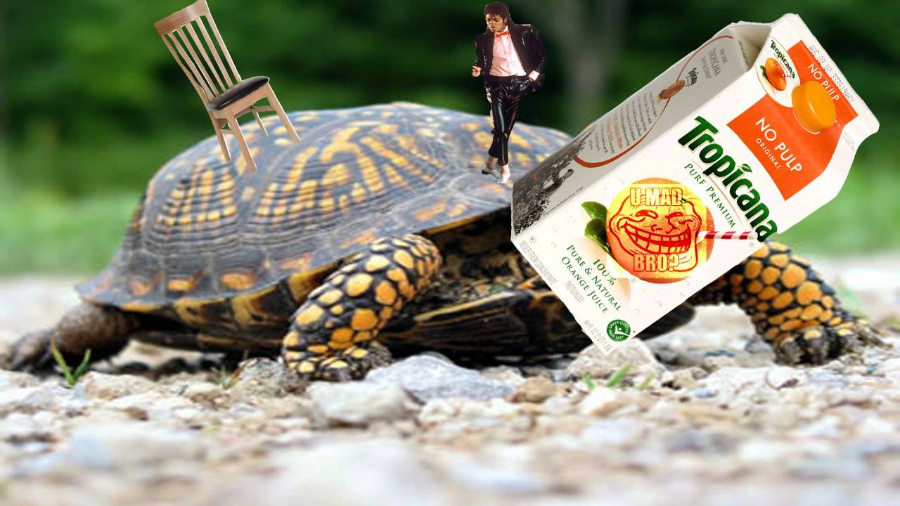 Orange Juice Turtles! - YouTube