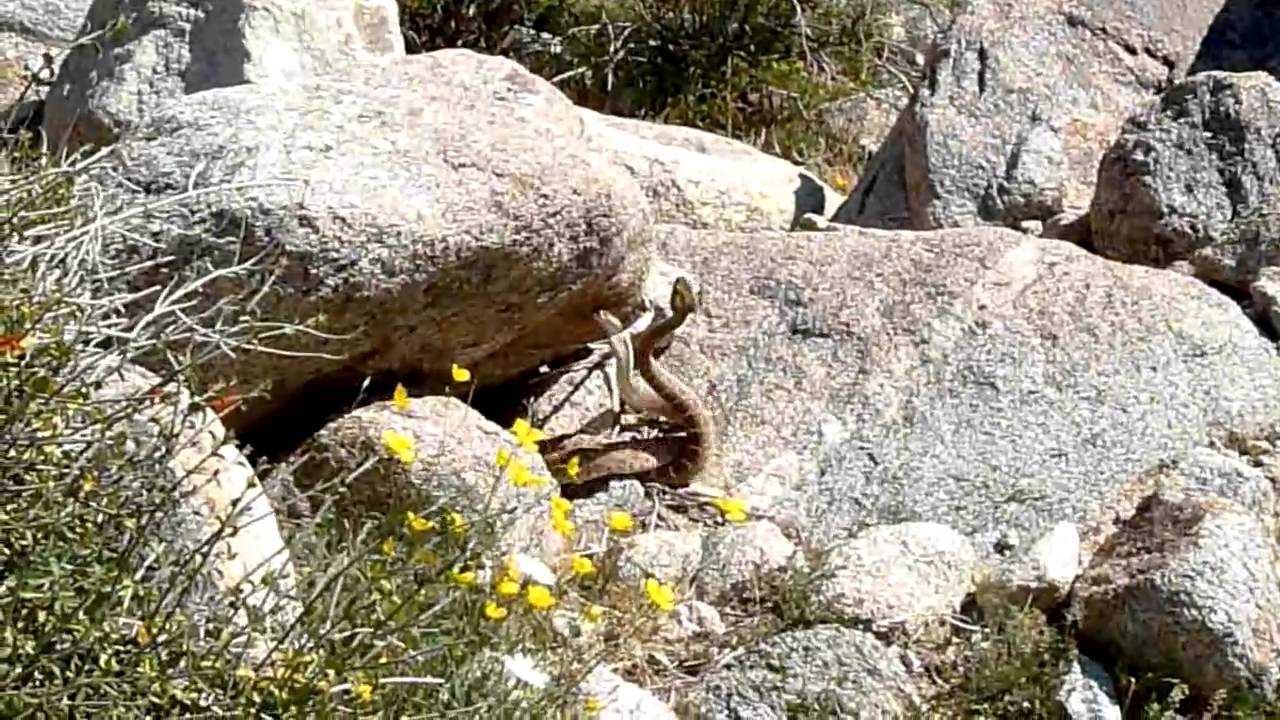 Rattlesnakes Mating - Anza Borrego - YouTube