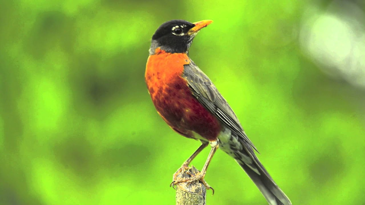 AQUI Y AJAZZ, PAT COIL "STEPS" - YouTube