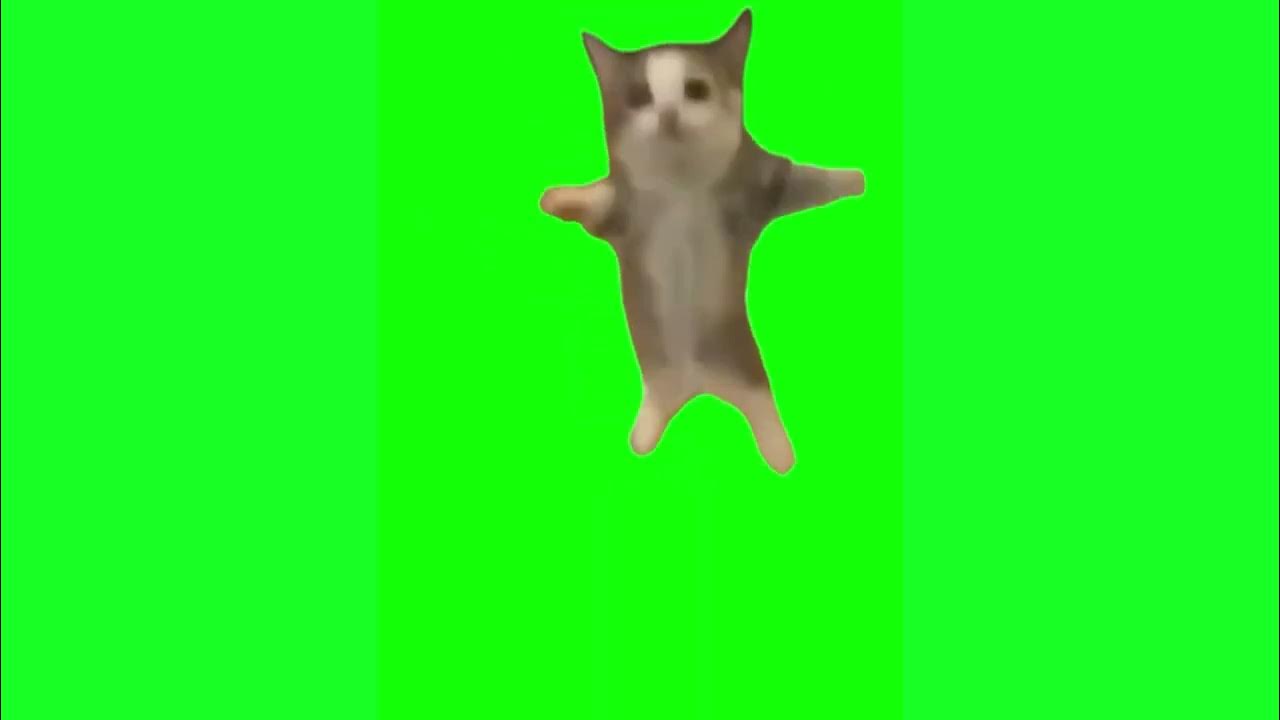 кот хэппи - YouTube