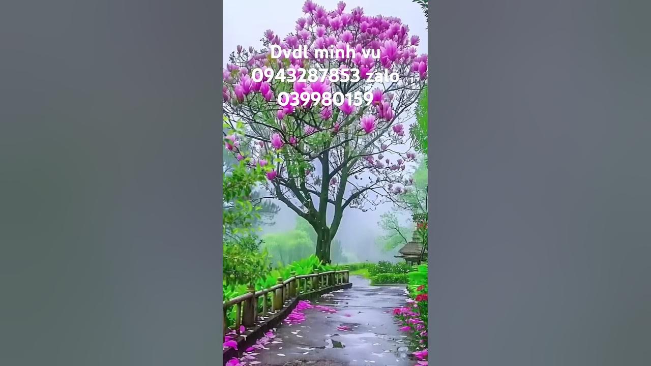 Dvdl minh vu 0943287853 zalo 0399804159 - YouTube