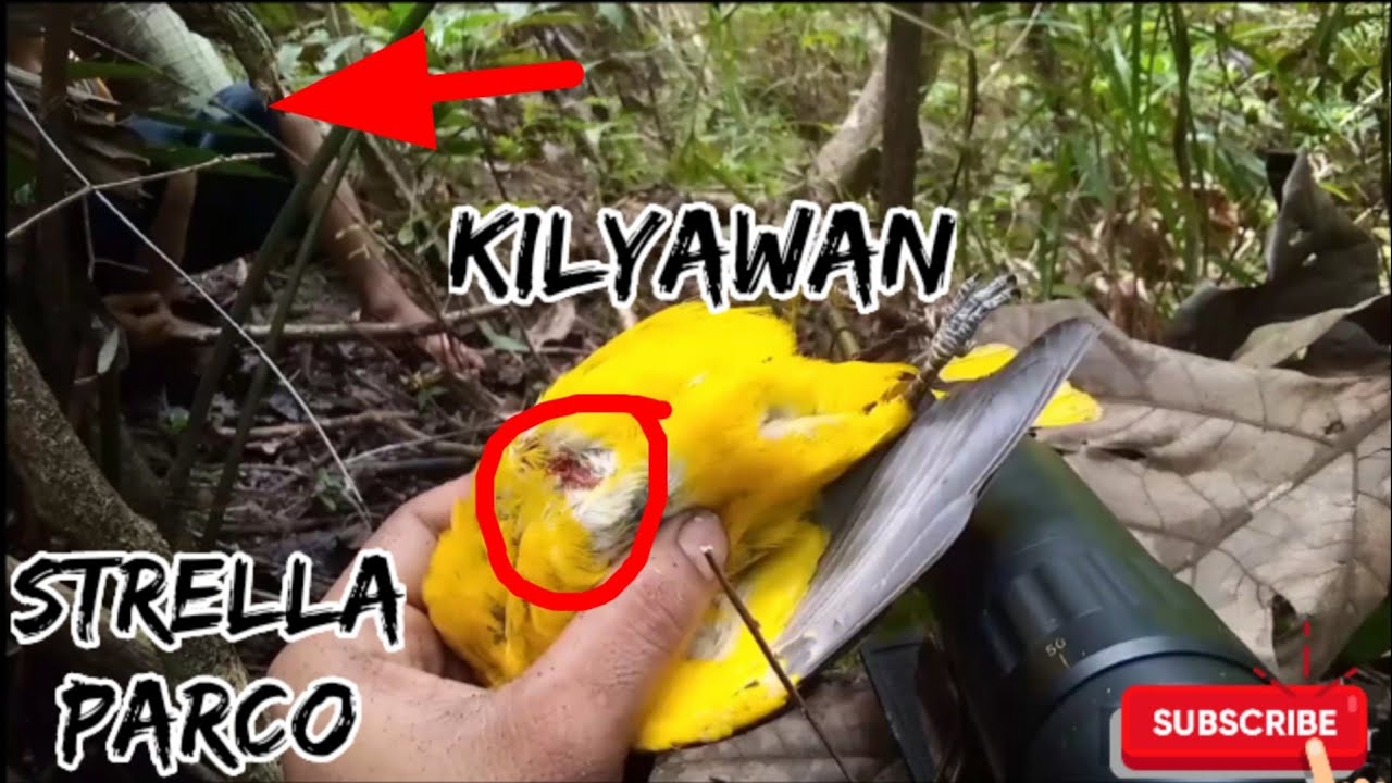 ‼️Kilyawan,bird hunting/strella parco. 22 call/kahit may kalumaan ...