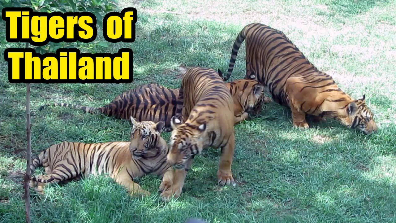 Tigers of Thailand Safari Park in Safari World - YouTube