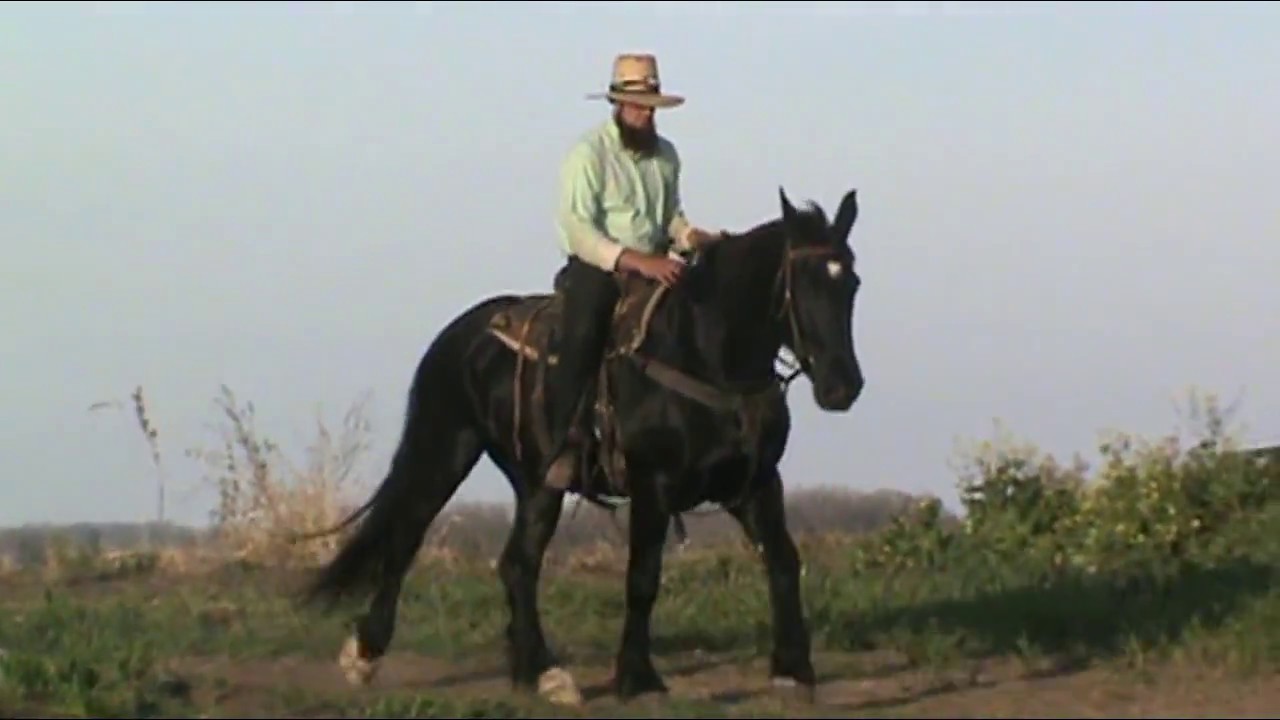Black Friesian x Percheron Gelding 6 years old. www.Friesiansporthorses ...