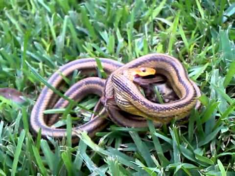 Snake vs Bat - YouTube