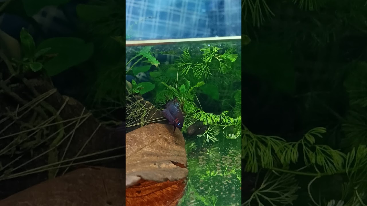 Betta Livida Sp Sepang - YouTube