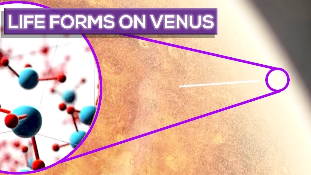 Life Forms On Venus? - YouTube