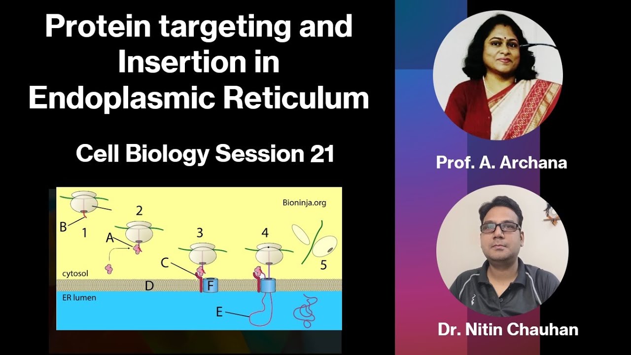 Cell Biology: Session 21: Protein targeting and Insertion in ...