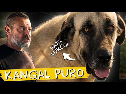 KANGAL NO BRASIL 🇧🇷 O GUARDIÃO MAIS FORTE DO MUNDO 🐕🔥
