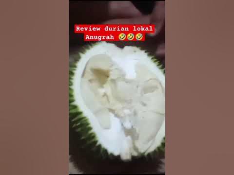 Review durian lokal Anugrah 🤣🤣🤣 #durian #tanamandurian - YouTube