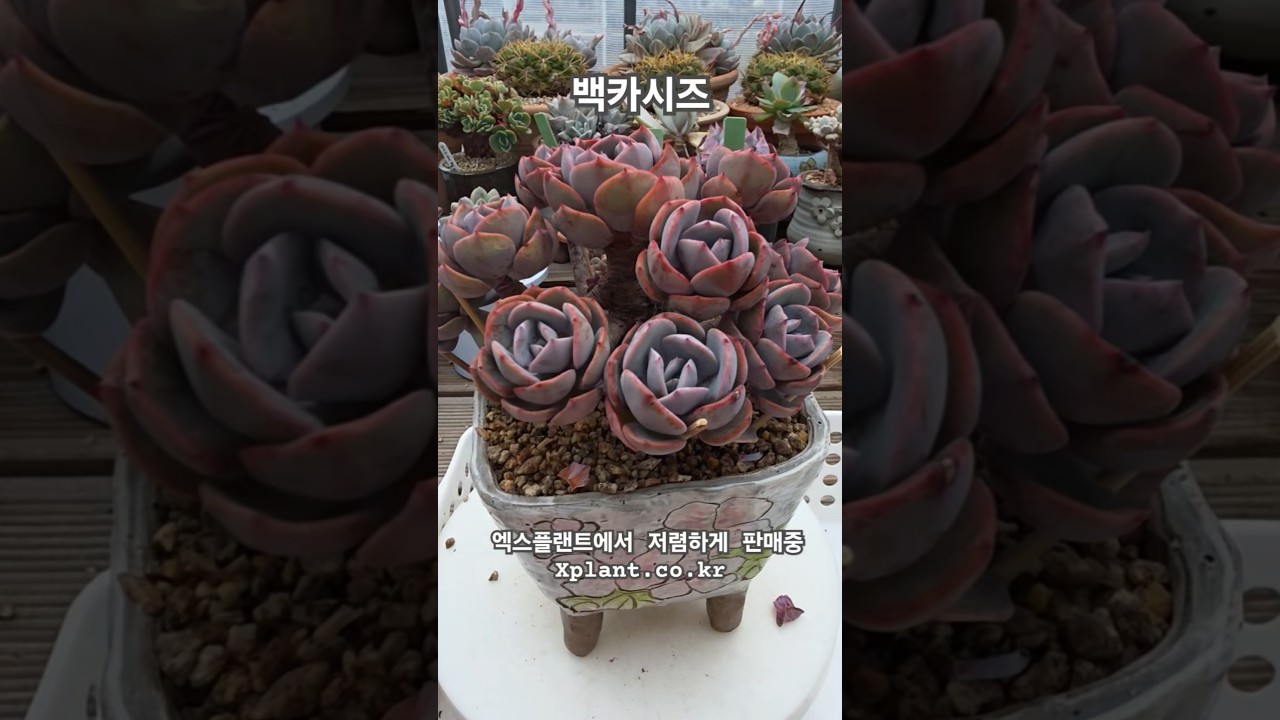 백카시즈 다육이 다육식물 다육 Succulent 多肉植物 다육싸게파는곳 엑스플랜트 다육이키우기 다육이종류