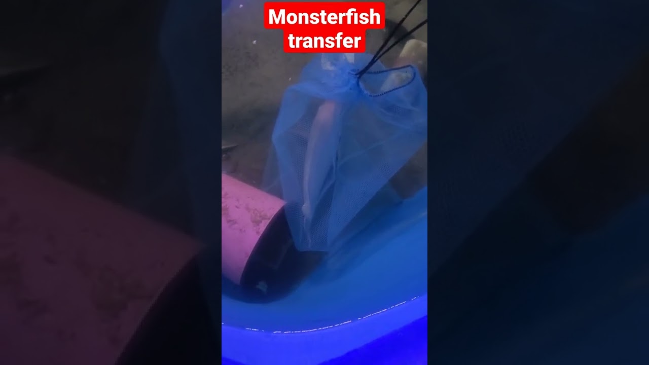 how to properly transfer large fish to a pond - YouTube