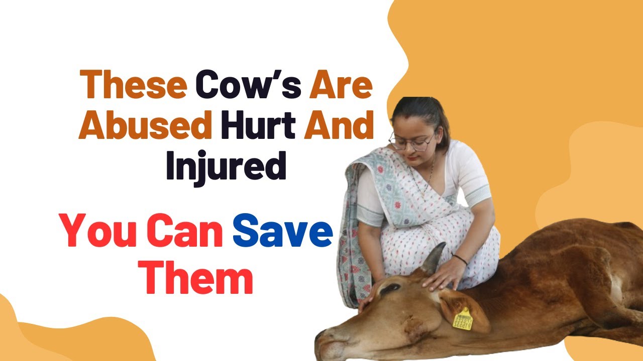 Rescuing and Healing Injured Cows | Help Us Make a Difference 🐮 ...