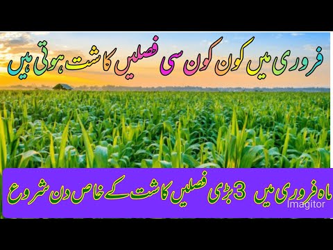 february cultivation crops!makai ki kasht!hybrid maize farming!@localfarmers20