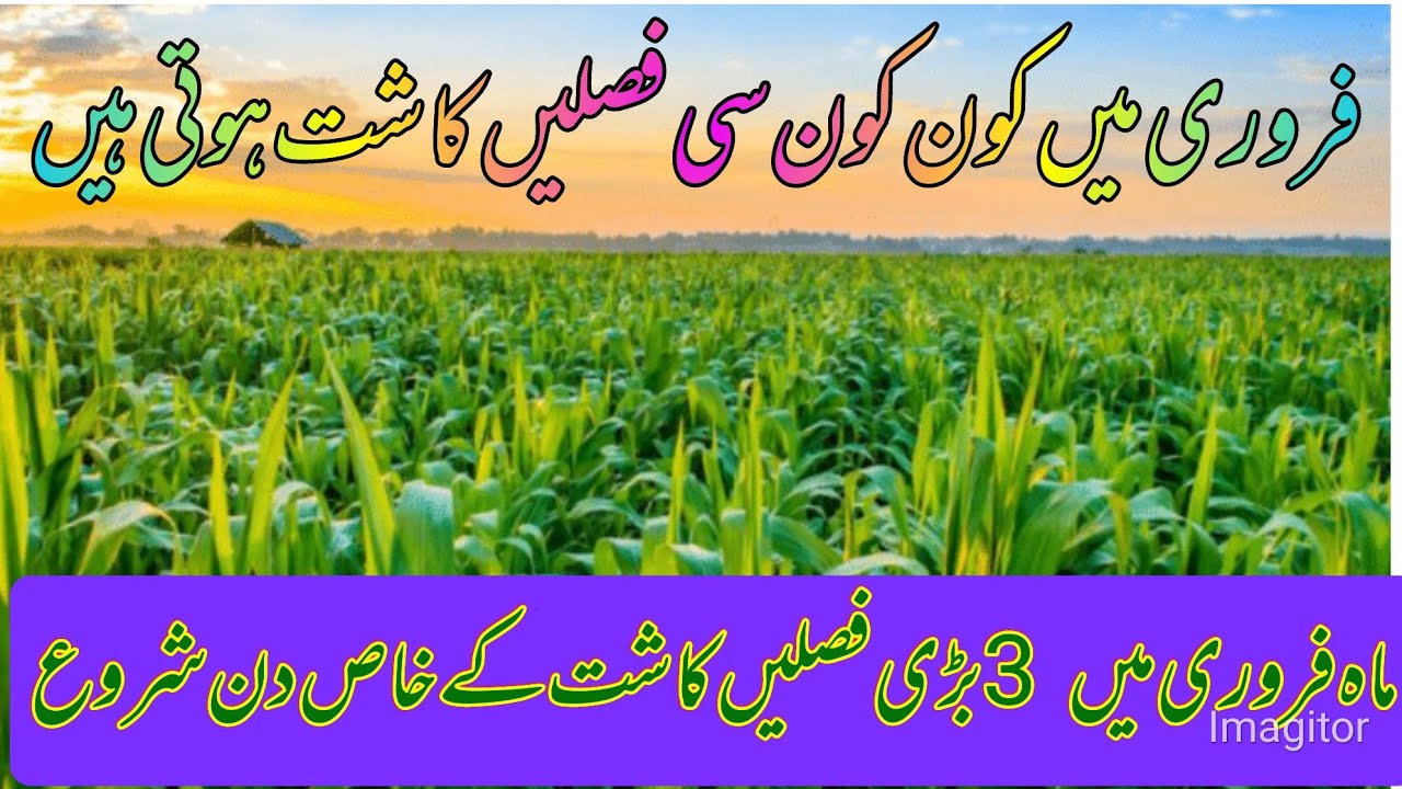 february cultivation crops!makai ki kasht!hybrid maize farming ...