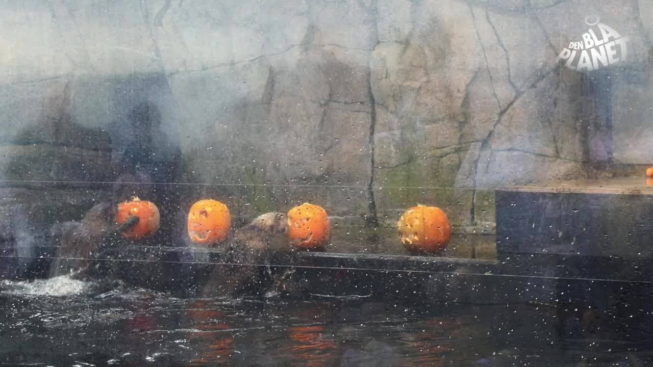 Halloween hos havodderne - YouTube