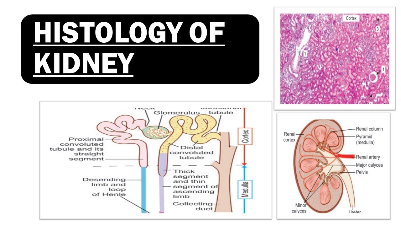 Kidney Histology Diagram Histology At SIU, Renal System