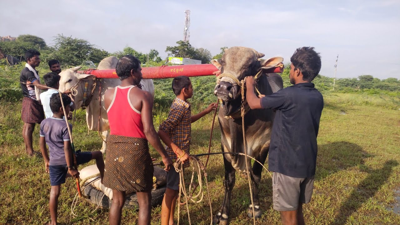 BLACK TIGER BULL PANDIKONA - YouTube