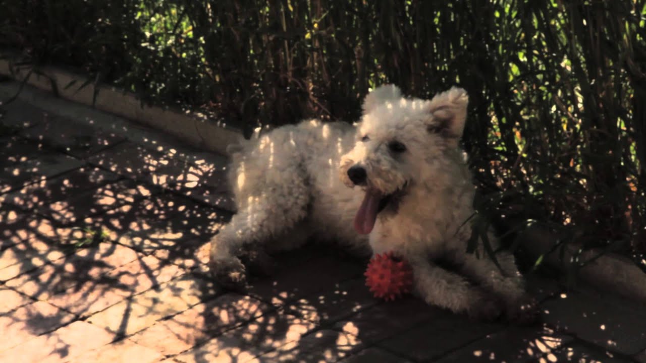 Worlds most amazing dogs. - YouTube