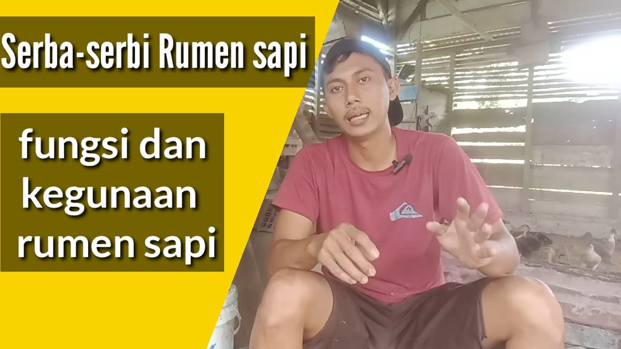 Penjelasan tentang rumen sapi dan cara penggunaanya - YouTube