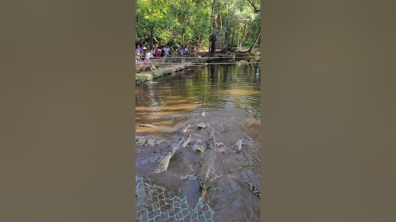 Crocodile Feeding Frenzy Captivates Crowd - YouTube