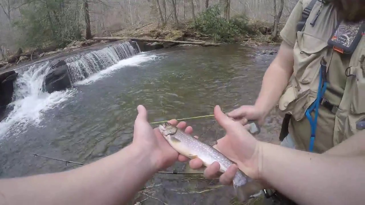 WV Native Trout Fishing 03/25/2017 - YouTube
