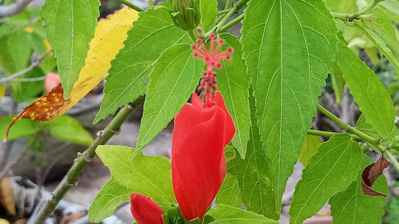 Red mirchi hibiscus|mirchi flower - YouTube