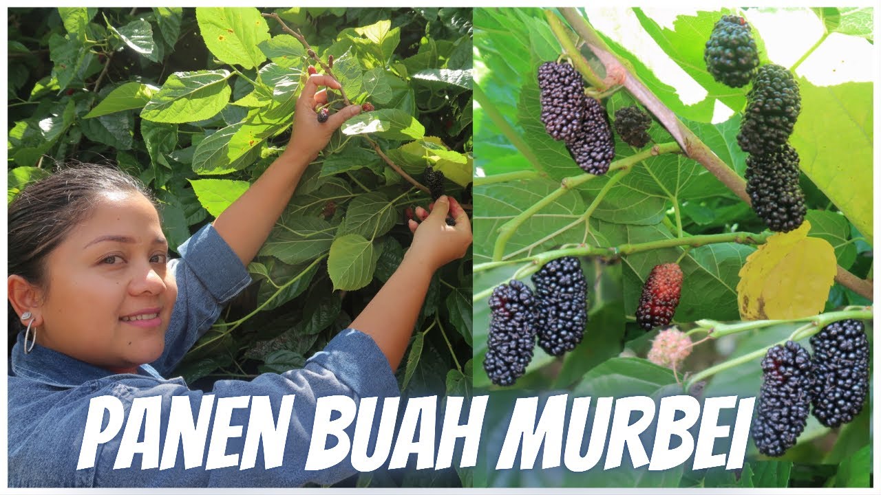PANEN BUAH MURBEI/MULBERRY DI KEBUN ORANG SAMPE PUAS - YouTube
