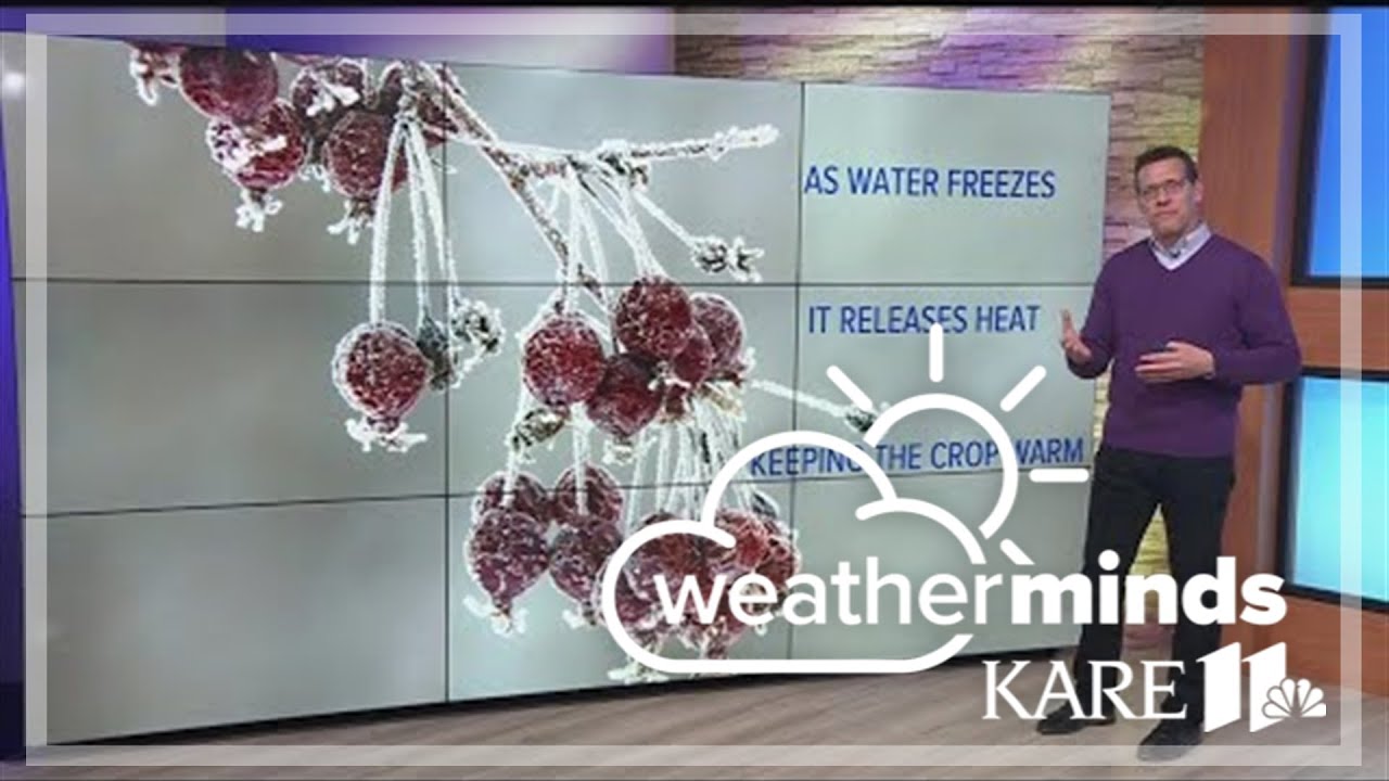 WeatherMinds | How snow, ice helps citrus crops - YouTube
