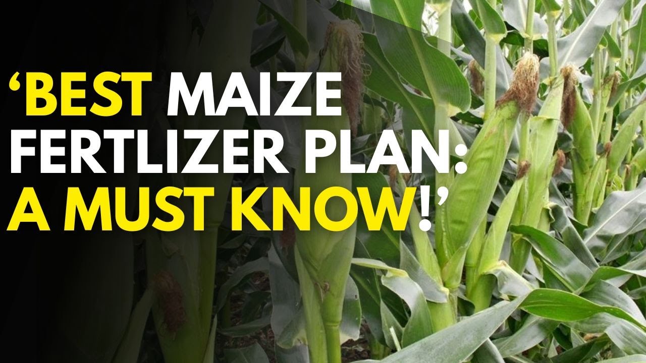 Best Fertilizer for Maize: How to Apply for Maximum Yields - YouTube