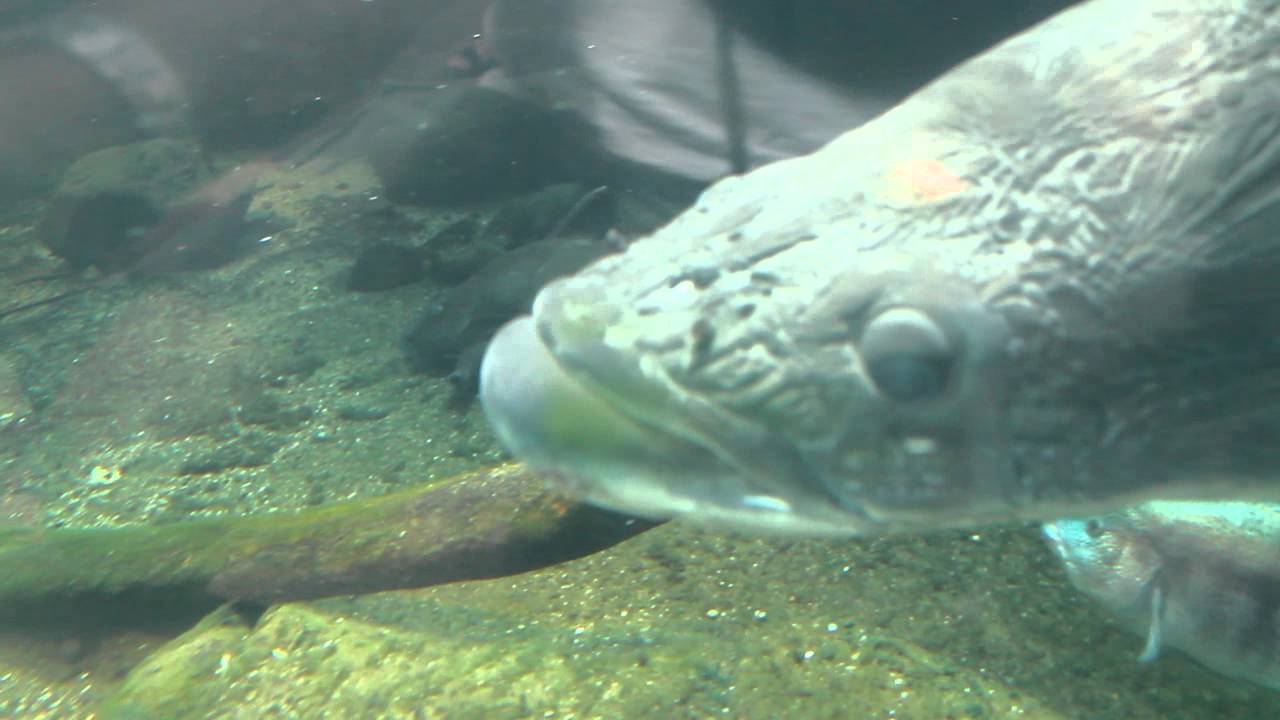 GIANT FISH - Denver Zoo's Aquarium - YouTube