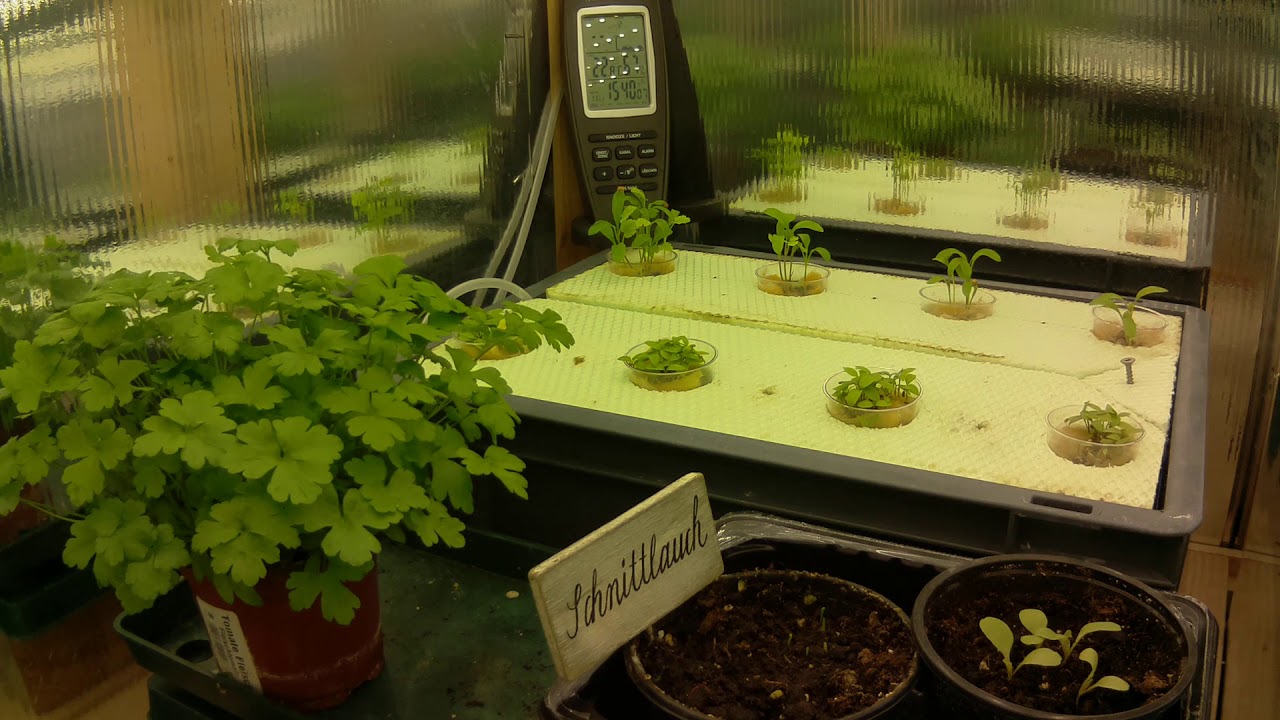 Growbox Timelapse Hydroponics Cilantro Parsley DIY - YouTube