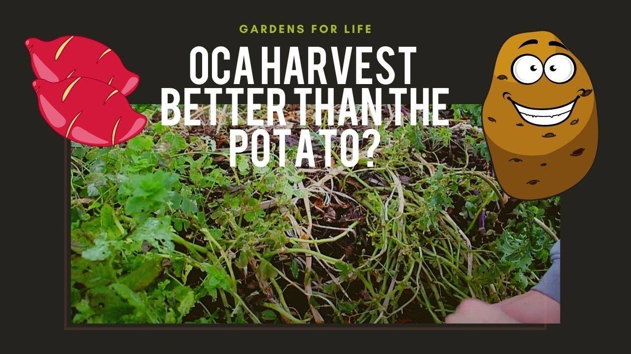 Oca Harvest - Better than the potato? - YouTube