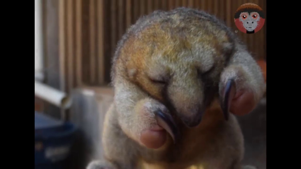 Oso oro (Cyclopes thomasi) - YouTube