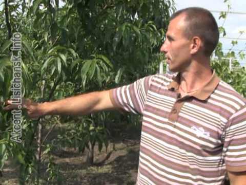 Сам себе агроном Уход за персиками - YouTube
